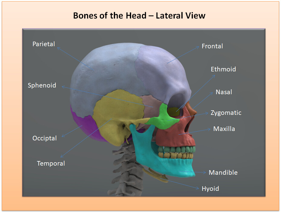 ArtStation - Anatomical skeleton of an adult male - All Bones | Resources