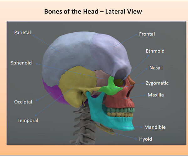 ArtStation - Anatomical skeleton of an adult male - All Bones | Resources