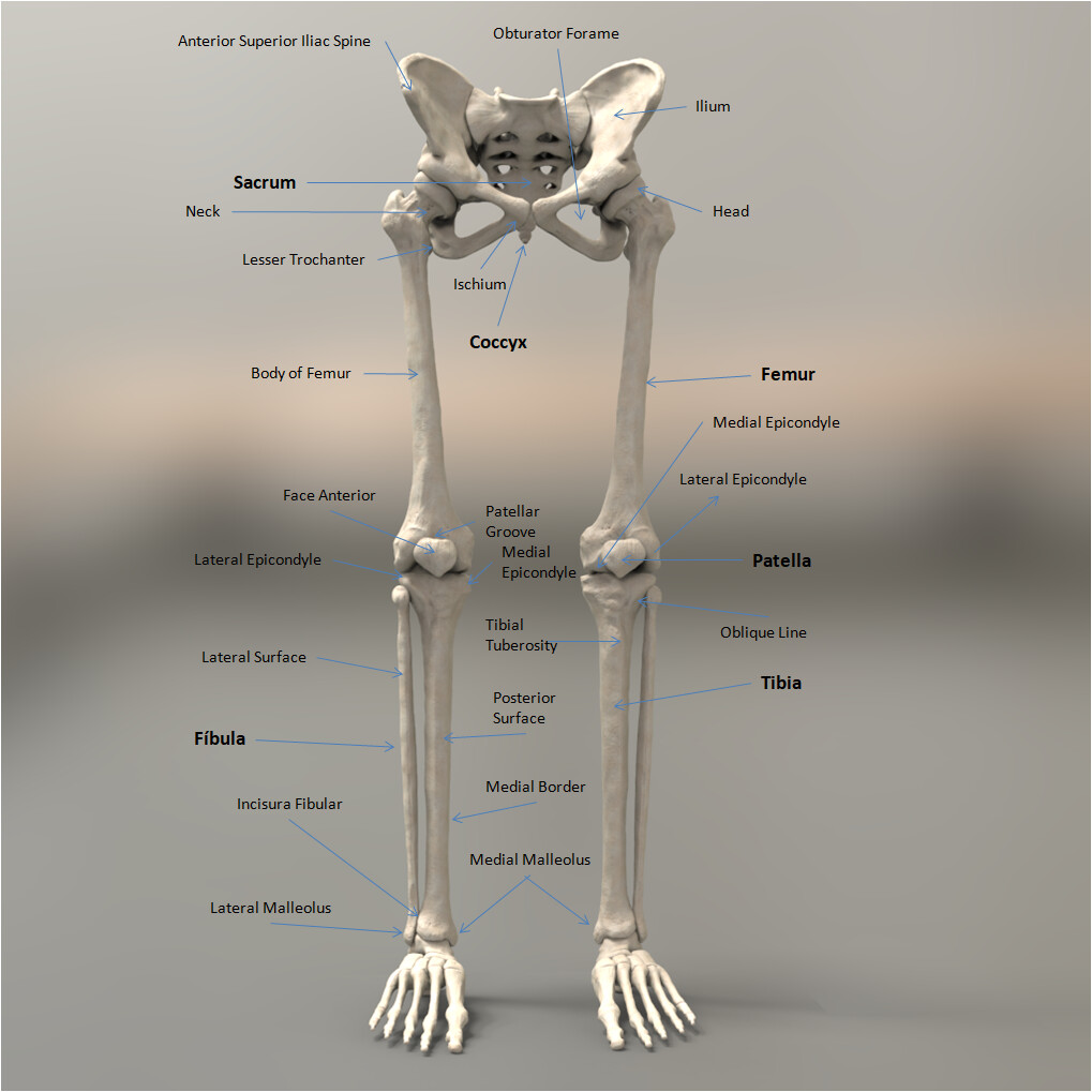 ArtStation - Anatomical skeleton of an adult male - All Bones | Resources
