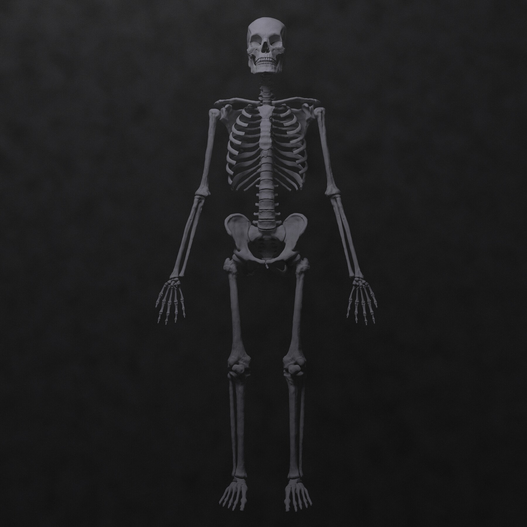 ArtStation - Anatomical skeleton of an adult male - All Bones | Resources