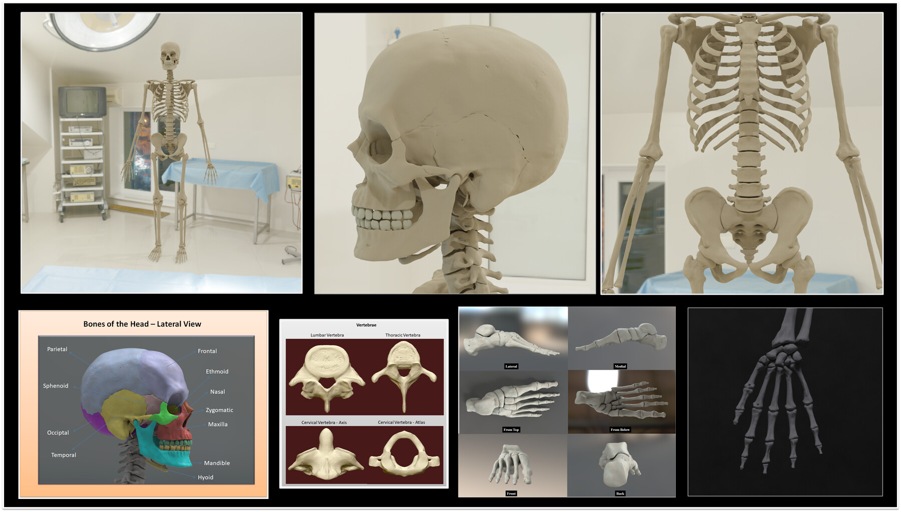 ArtStation - Anatomical skeleton of an adult male - All Bones | Resources