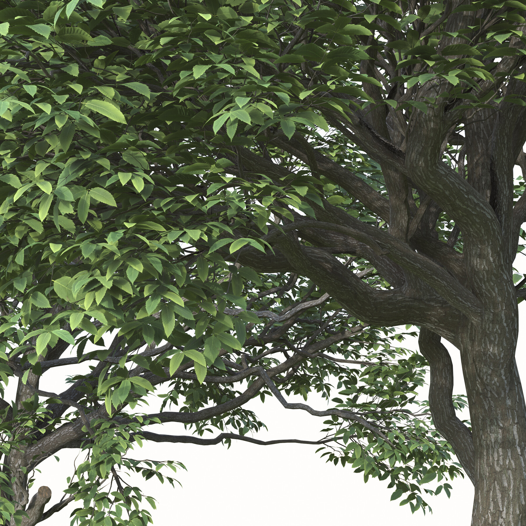 ArtStation - Set of Quercus serrata Trees ( Korean Oak ) ( 2 Trees ...