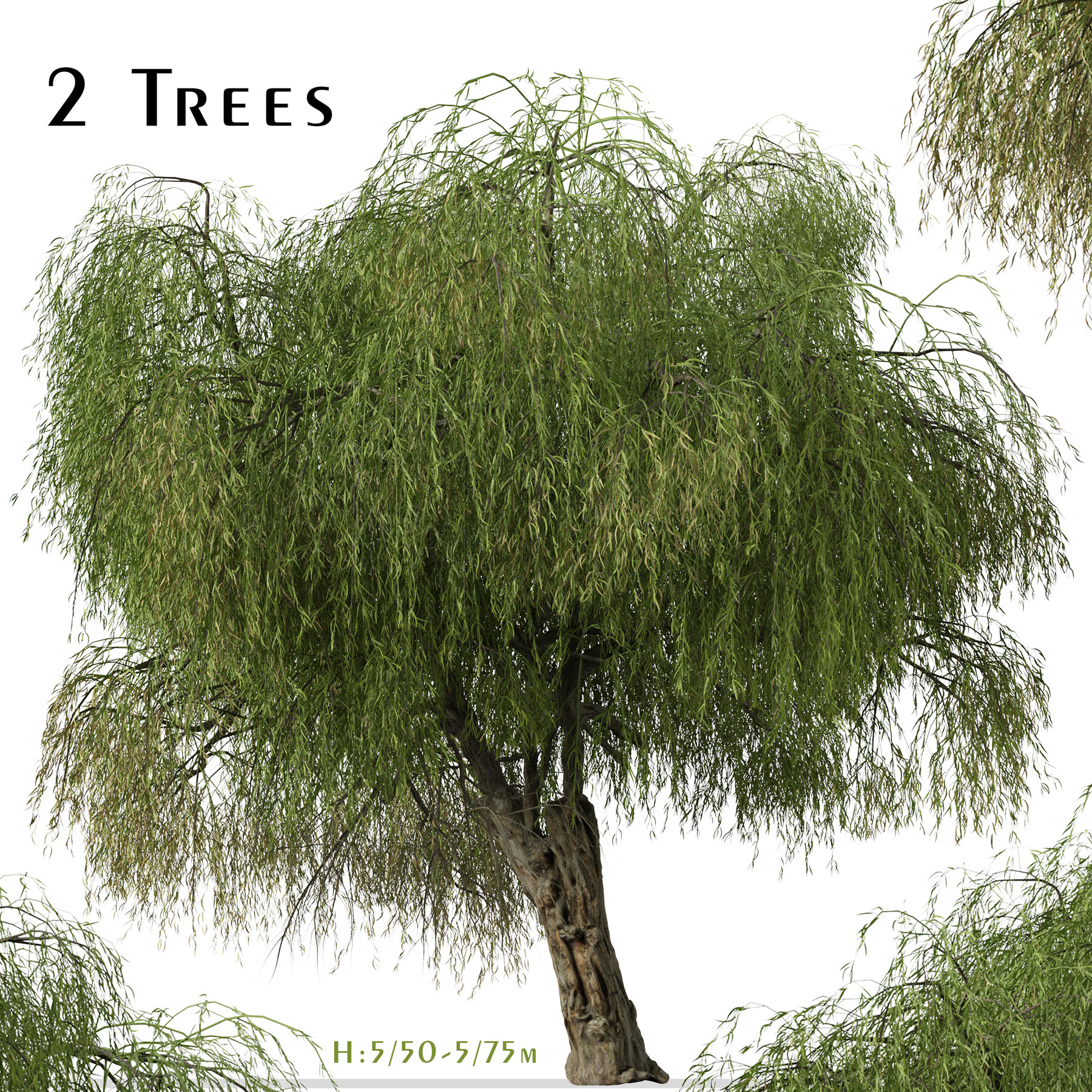 ArtStation - Set of Peppermint Willow Tree ( Agonis flexuosa ) ( 2 ...