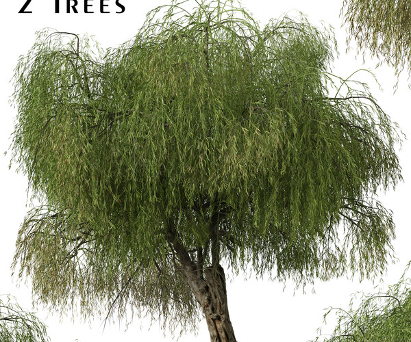 ArtStation - Set of Peppermint Willow Tree ( Agonis flexuosa ) ( 2 ...
