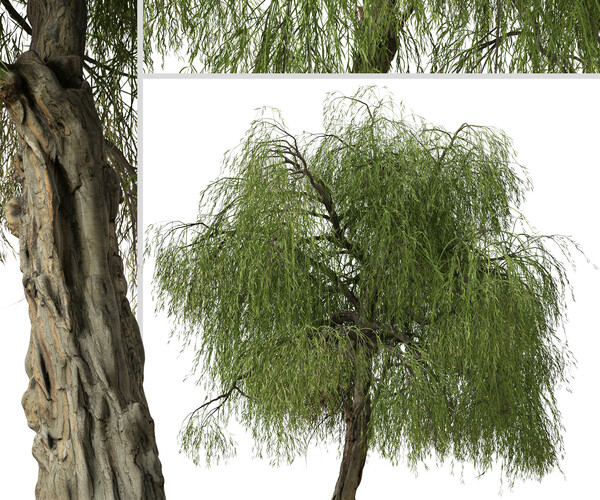 ArtStation - Set of Peppermint Willow Tree ( Agonis flexuosa ) ( 2 ...