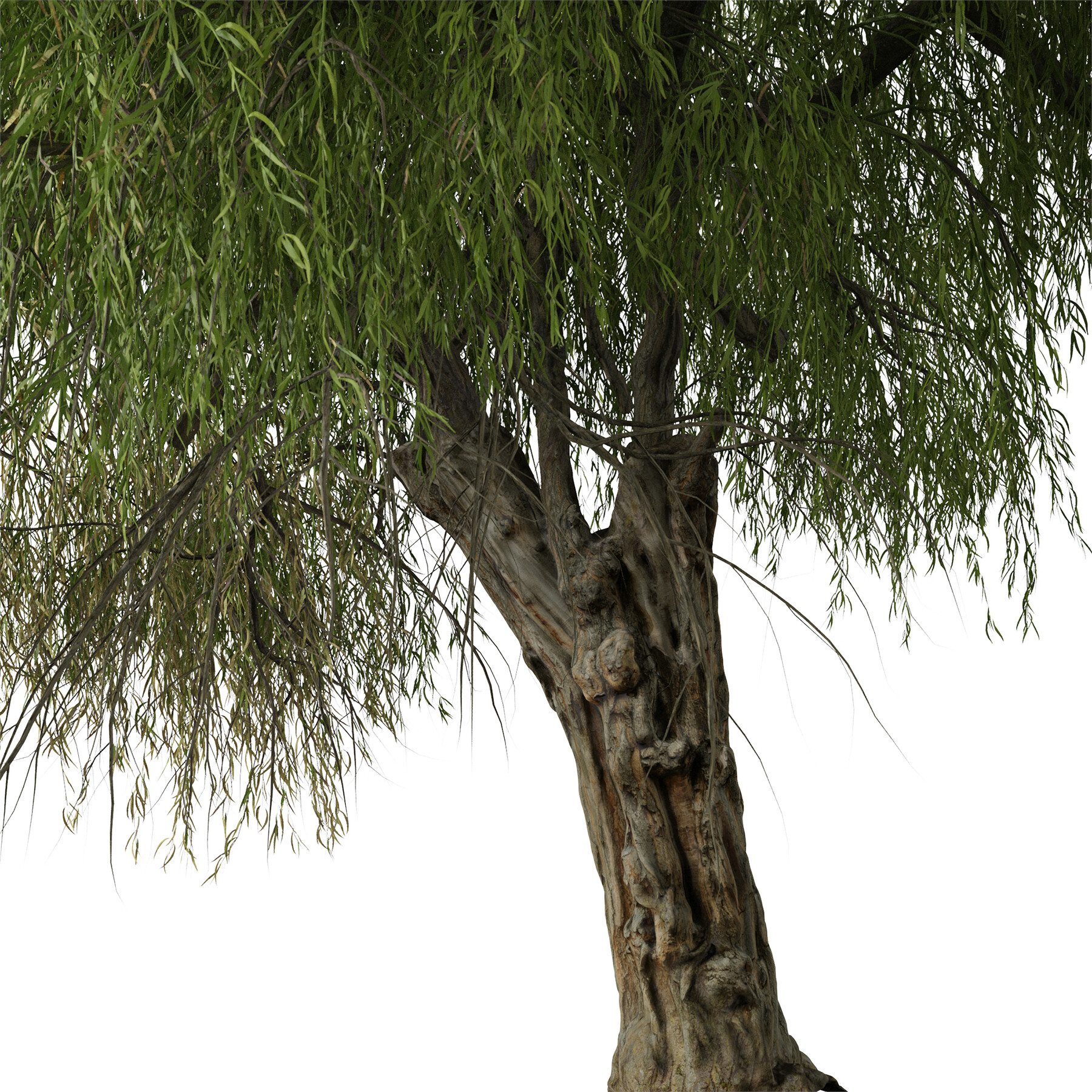 ArtStation - Set of Peppermint Willow Tree ( Agonis flexuosa ) ( 2 ...