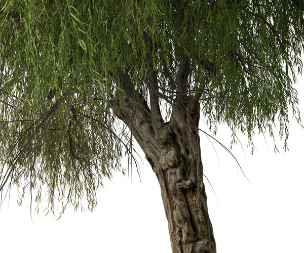 ArtStation - Set of Peppermint Willow Tree ( Agonis flexuosa ) ( 2 ...