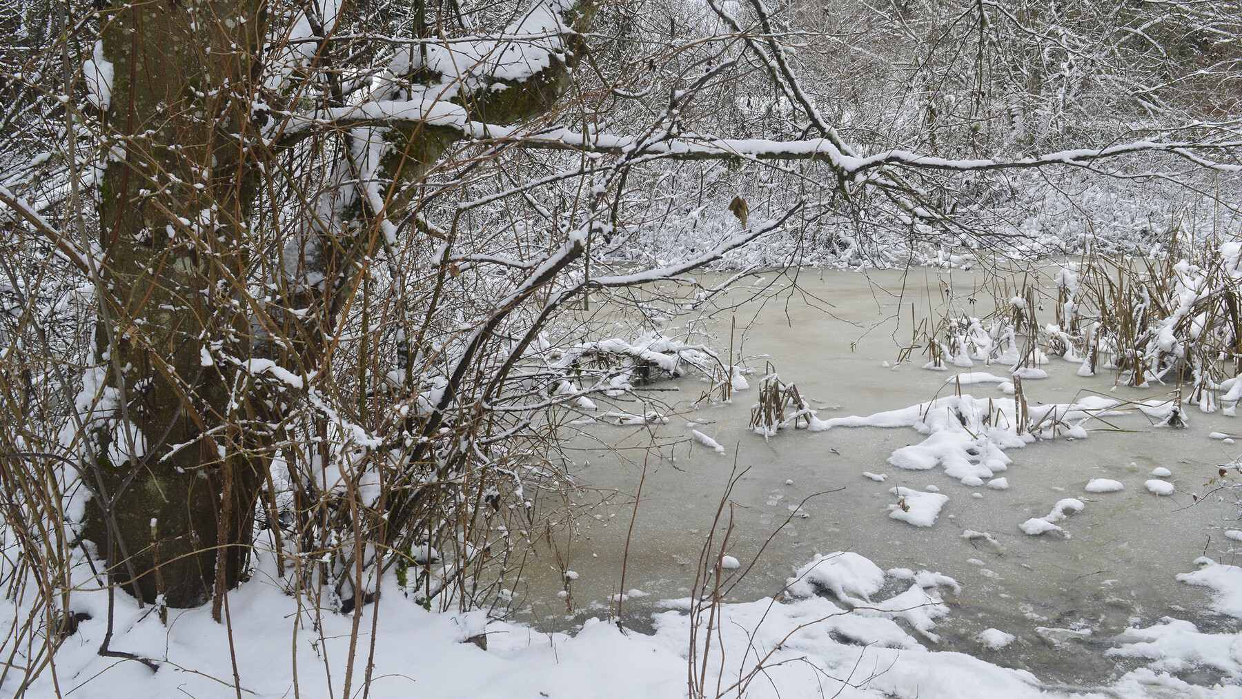 ArtStation - Frozen Pond - Photo Reference Pack | Resources