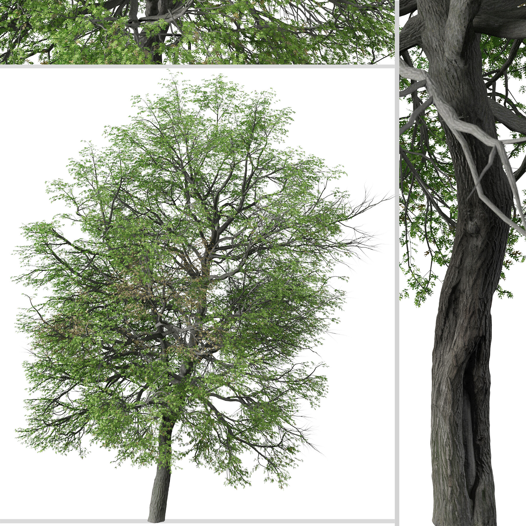 ArtStation - Pin oak Tree ( Quercus palustris ) ( 3Ds MAX - Blender ...