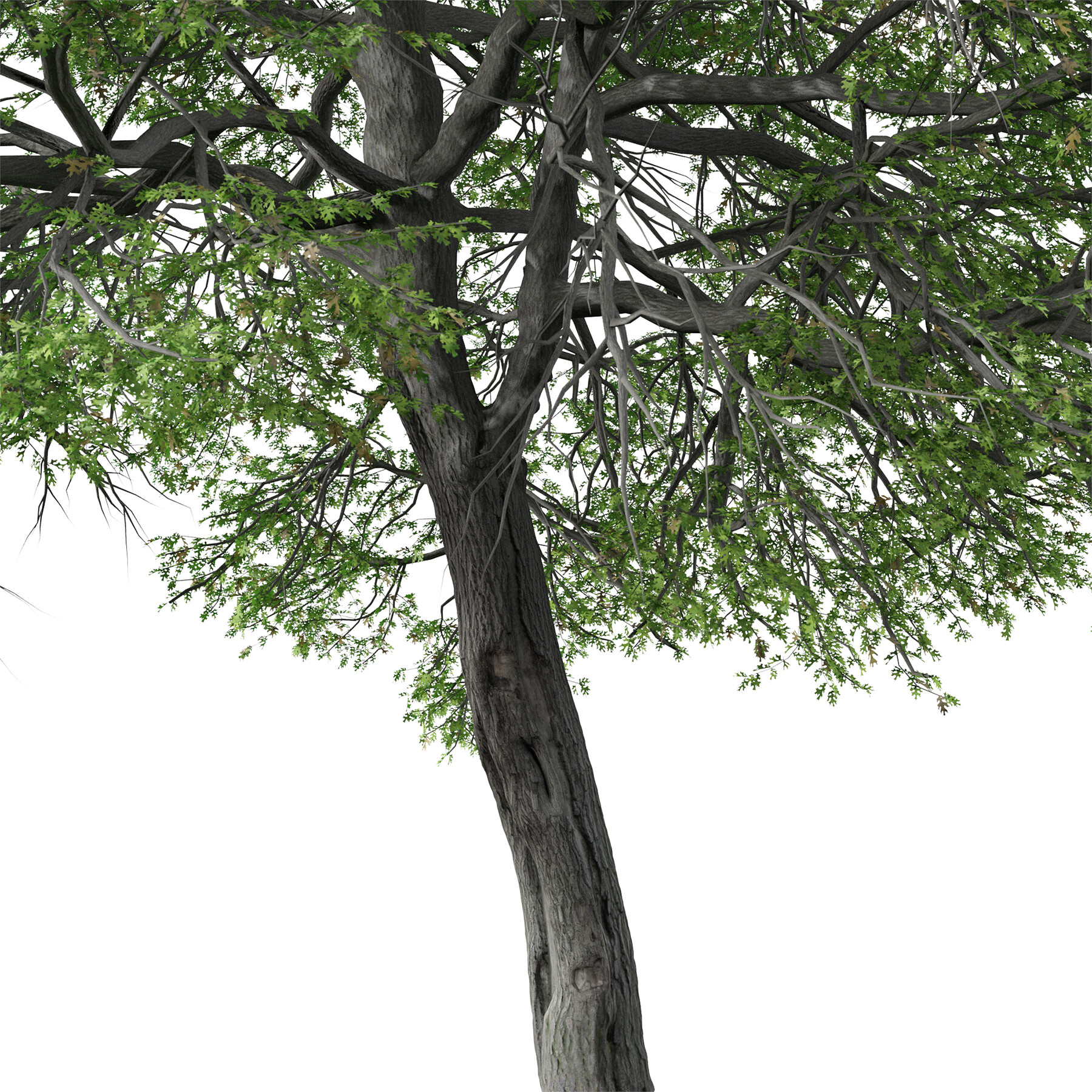 ArtStation - Pin oak Tree ( Quercus palustris ) ( 3Ds MAX - Blender ...
