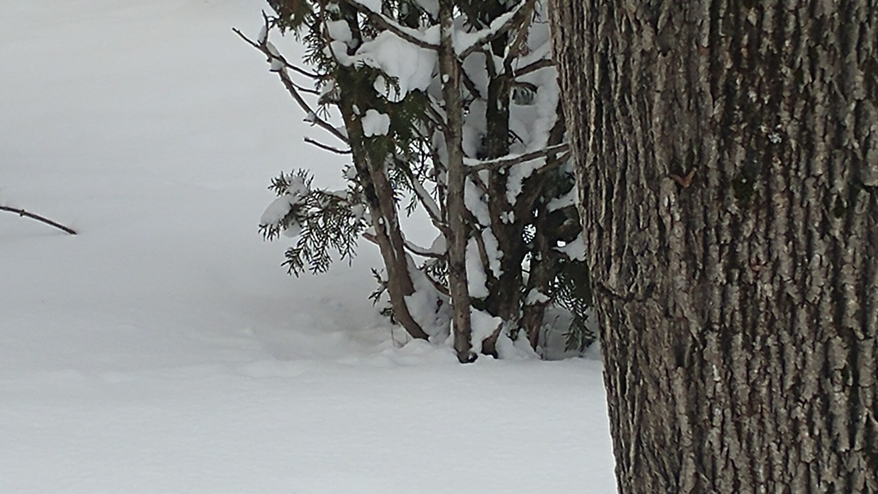 ArtStation - Snow Reference Pack - Fresh Snow On Ground, Bushes ...