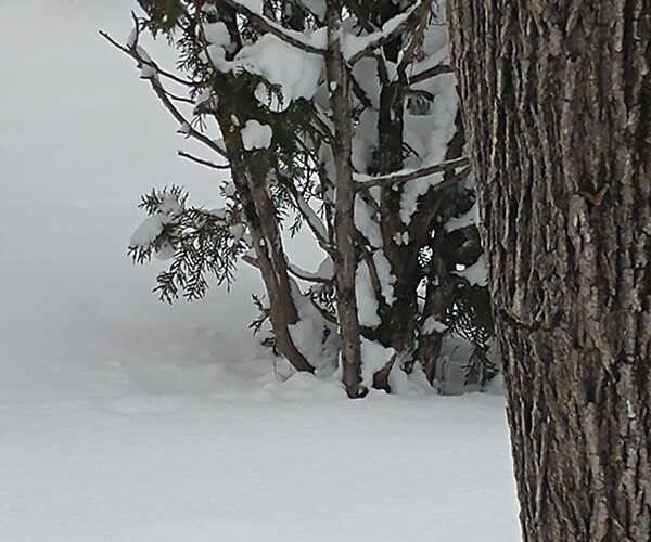 ArtStation - Snow Reference Pack - Fresh Snow On Ground, Bushes ...