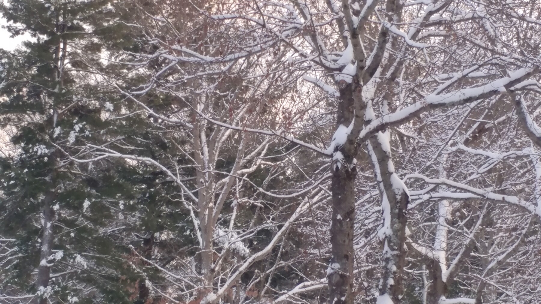 ArtStation - Snow Reference Pack - Fresh Snow On Ground, Bushes ...