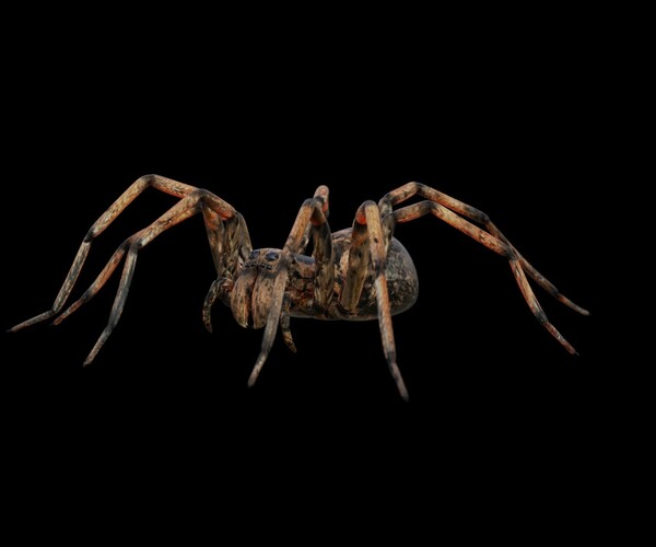 ArtStation - Spider 3D | Game Assets