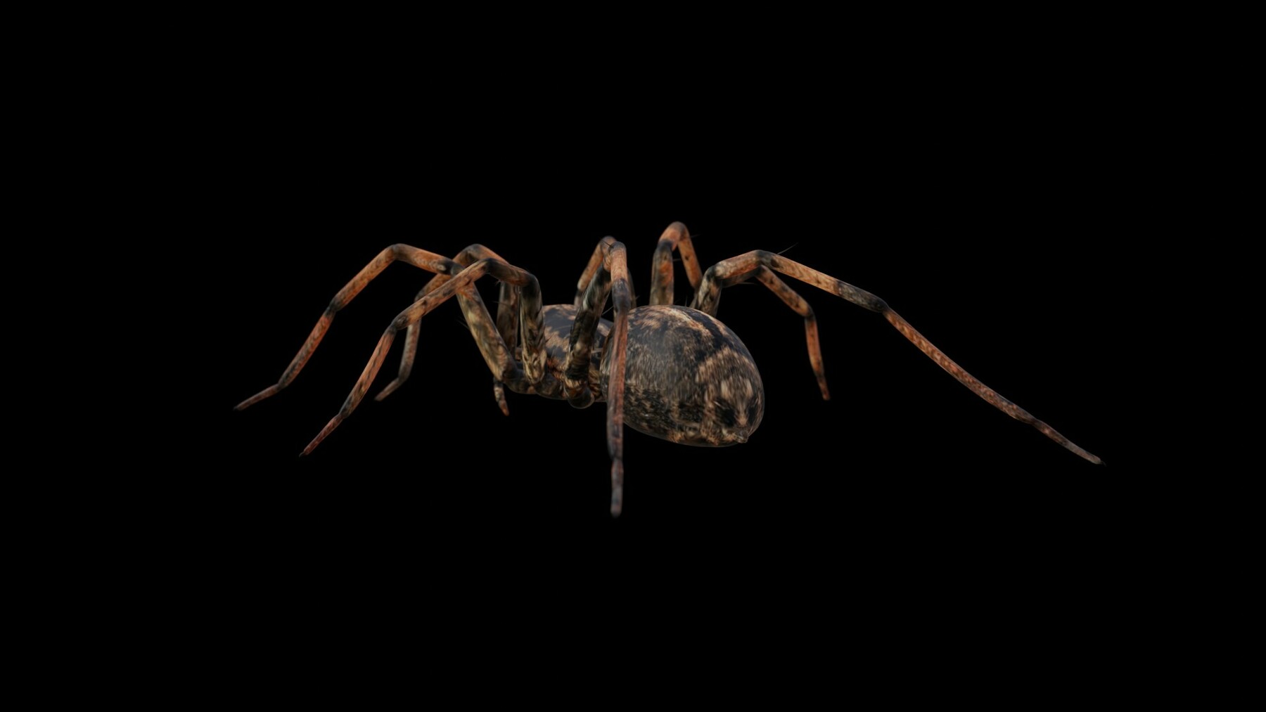 ArtStation - Spider 3D | Game Assets