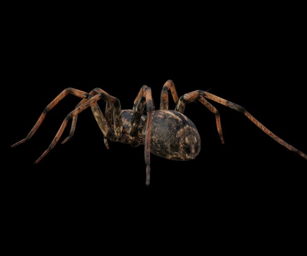 ArtStation - Spider 3D | Game Assets