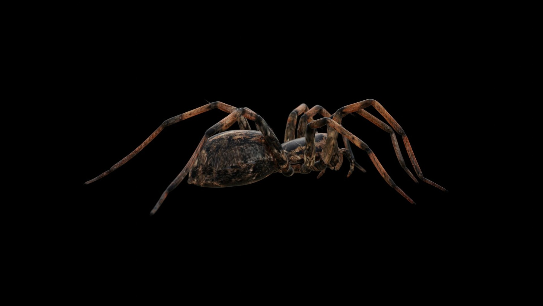 ArtStation - Spider 3D | Game Assets
