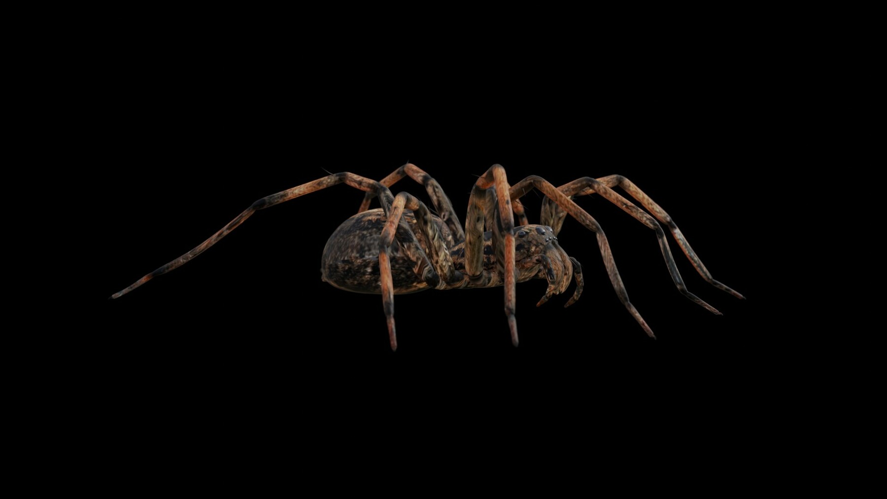 ArtStation - Spider 3D | Game Assets