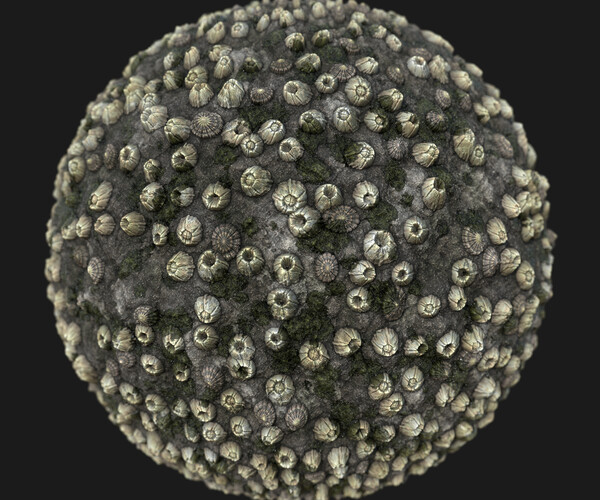 ArtStation - Barnacles And Mollusks On Rock PBR Procedural Material 001 ...