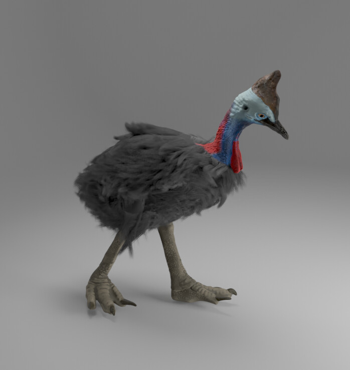 ArtStation - Cassowary | Game Assets