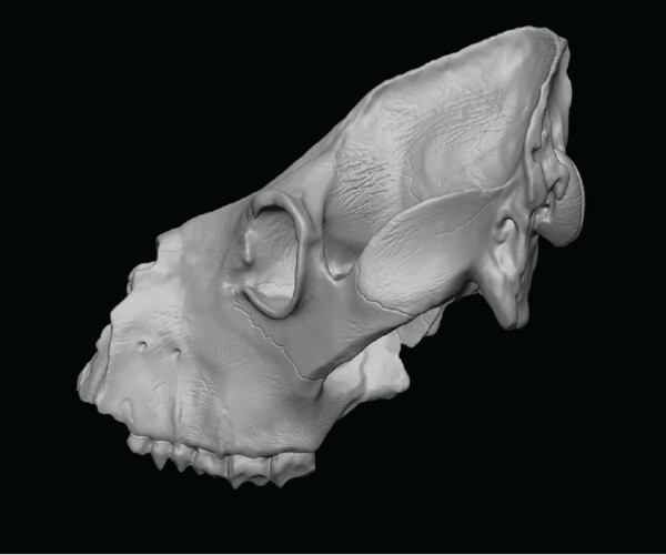 ArtStation - Ancient Broken Giant Lemur Skull Full Detailed 3DPrint ...