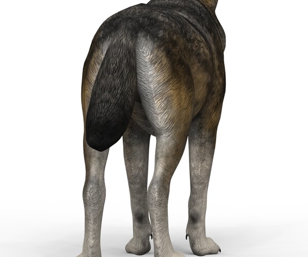 ArtStation - Brown Wolf | Resources