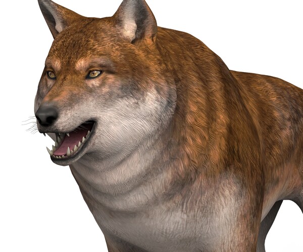 ArtStation - Red Wolf | Resources