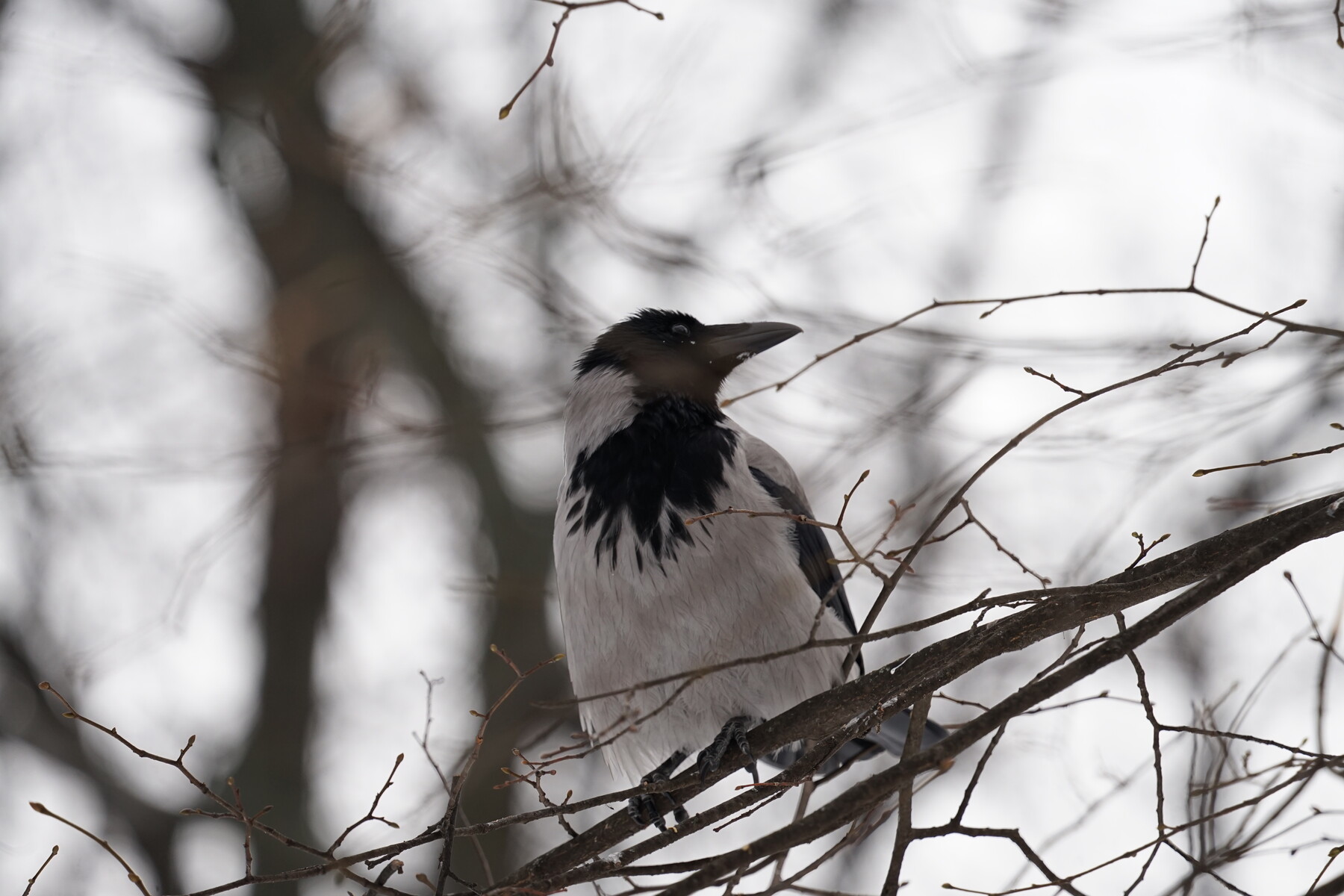 ArtStation - 32 Photos of crows in winter | Resources