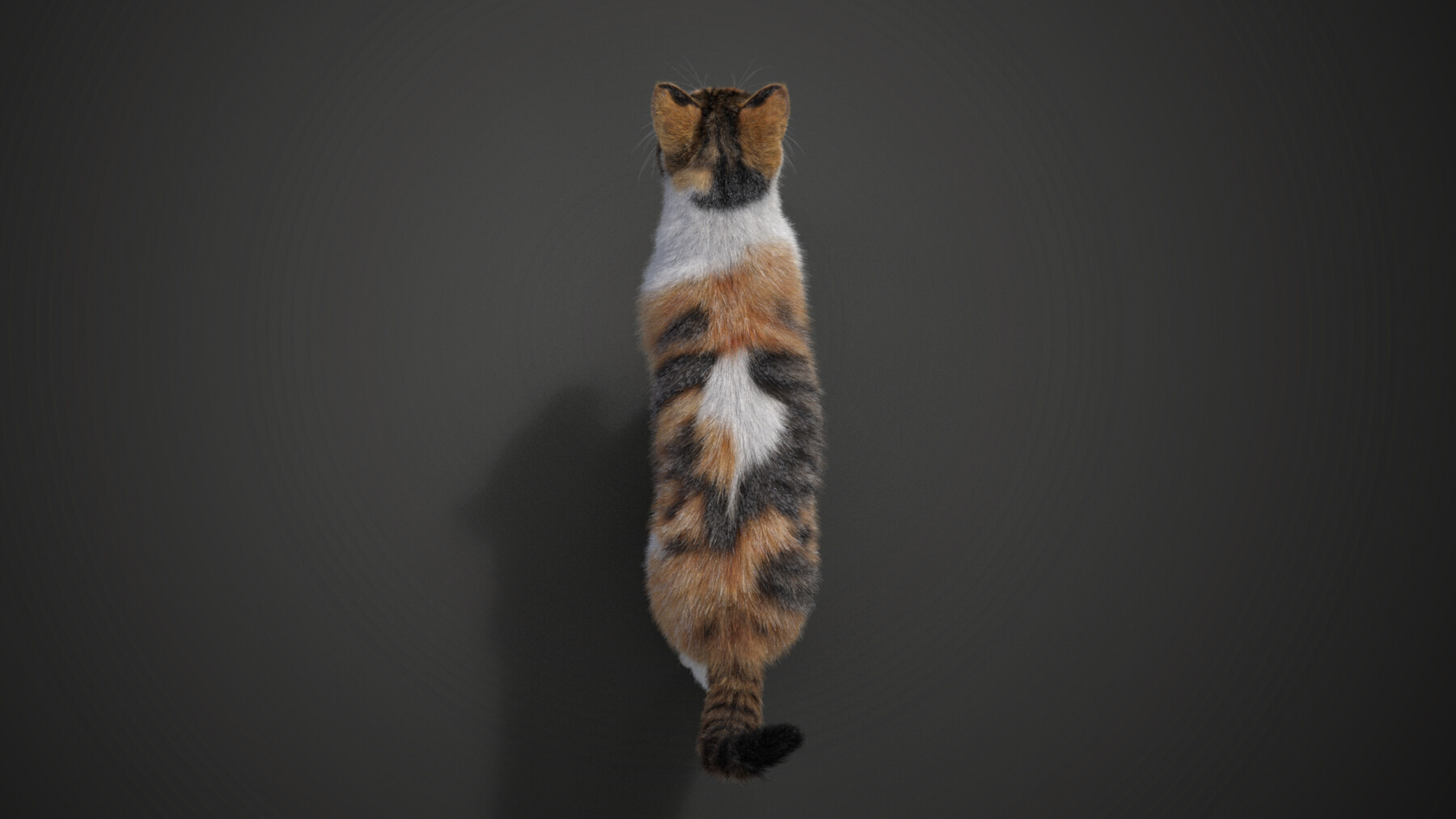 ArtStation - Calico Cat 01 Animated | VFX Grace | Game Assets
