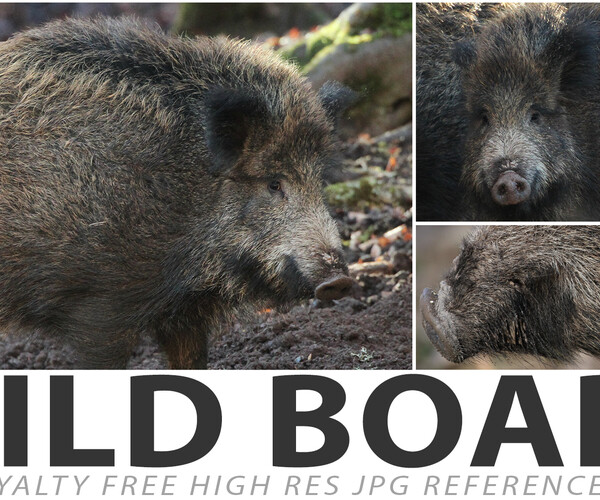 ArtStation - Wild Boars - reference images | Resources