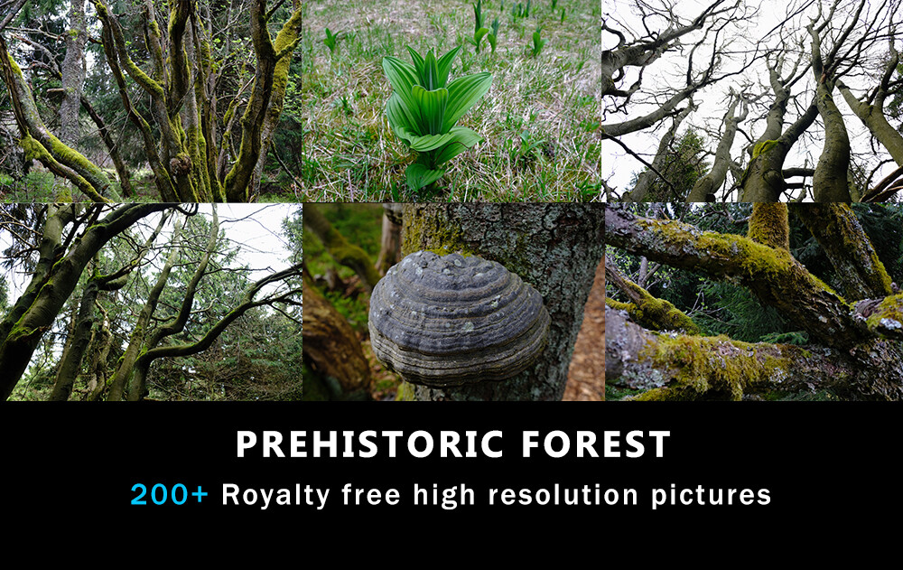 ArtStation - Prehistoric Forest Photopack | Resources