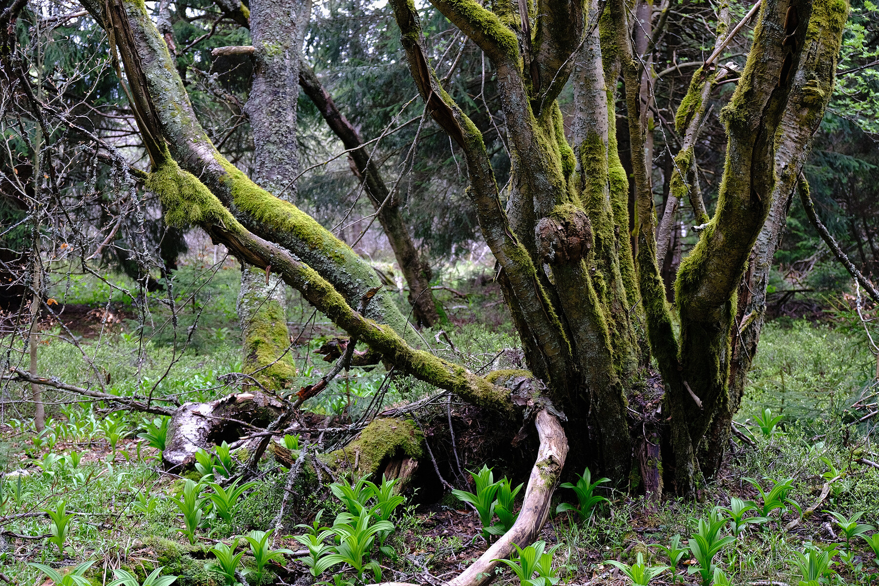 ArtStation - Prehistoric Forest Photopack | Resources