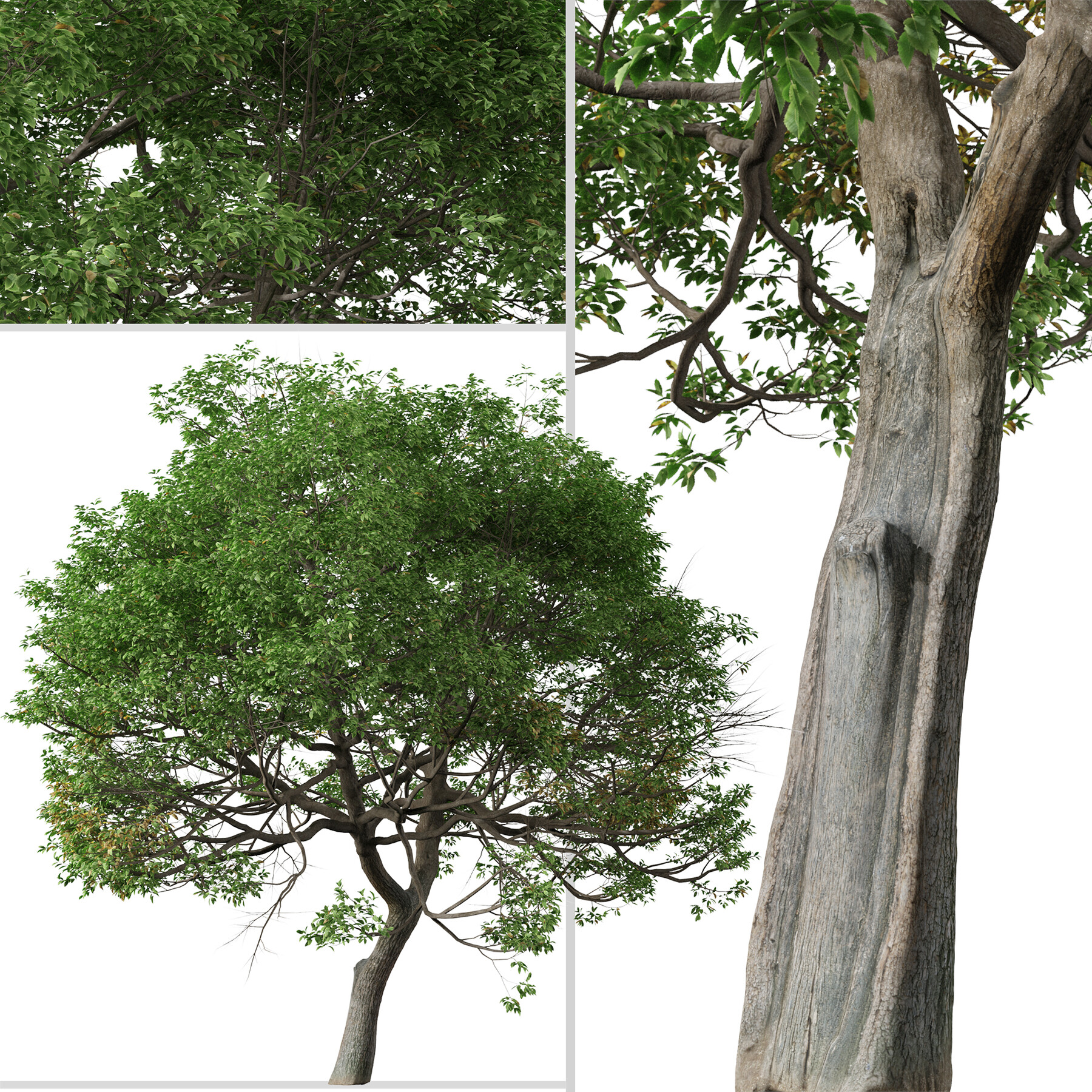 ArtStation - Quercus suber Tree ( Cork oak ) ( 3Ds MAX - Blender ...