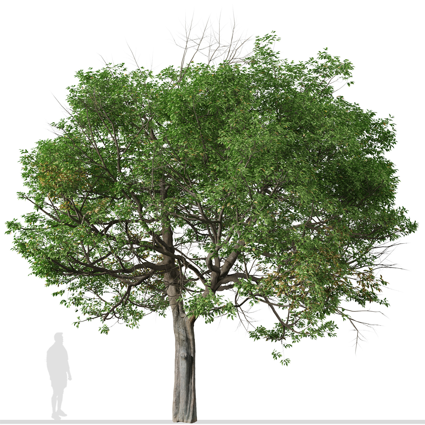 ArtStation - Quercus suber Tree ( Cork oak ) ( 3Ds MAX - Blender ...