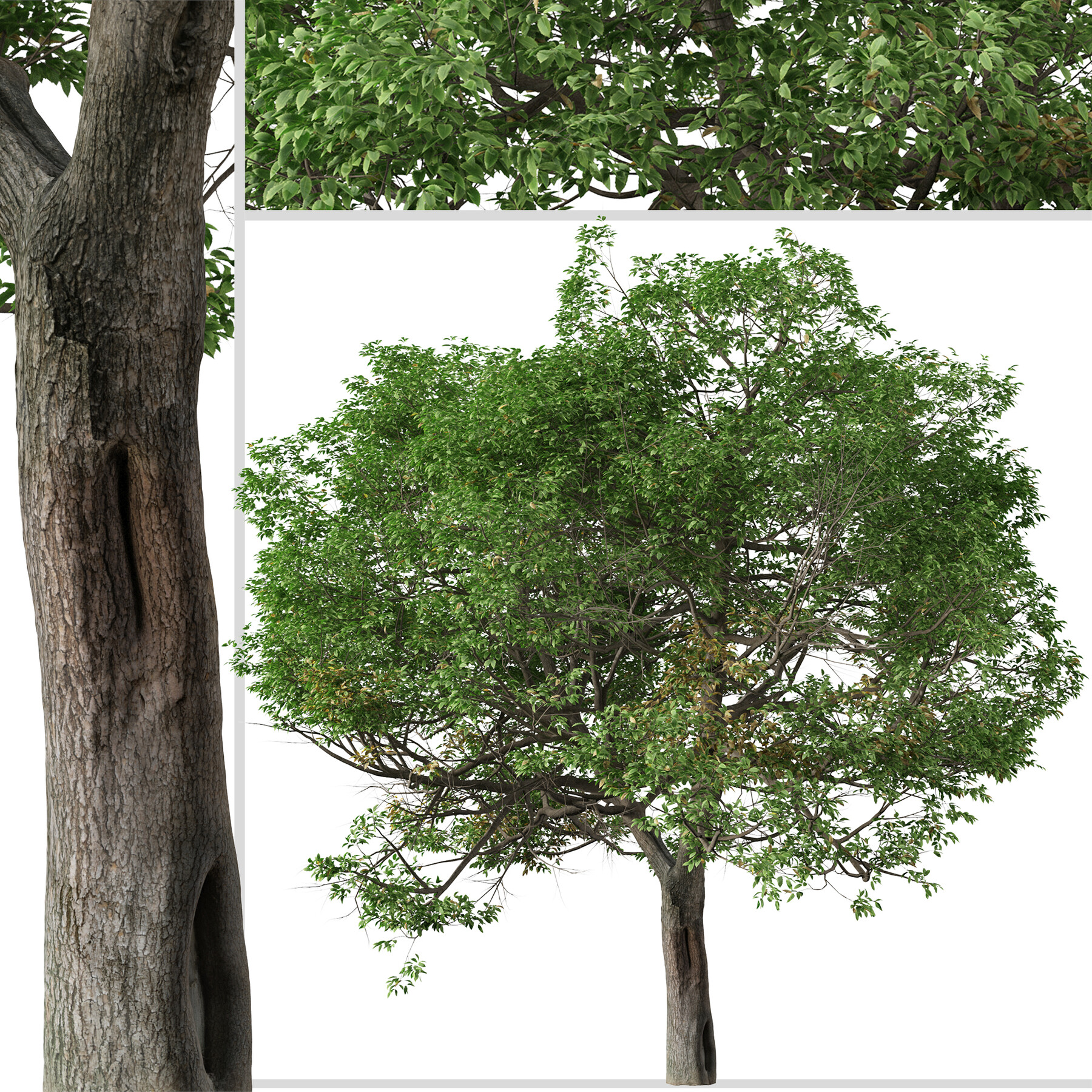 ArtStation - Quercus suber Tree ( Cork oak ) ( 3Ds MAX - Blender ...