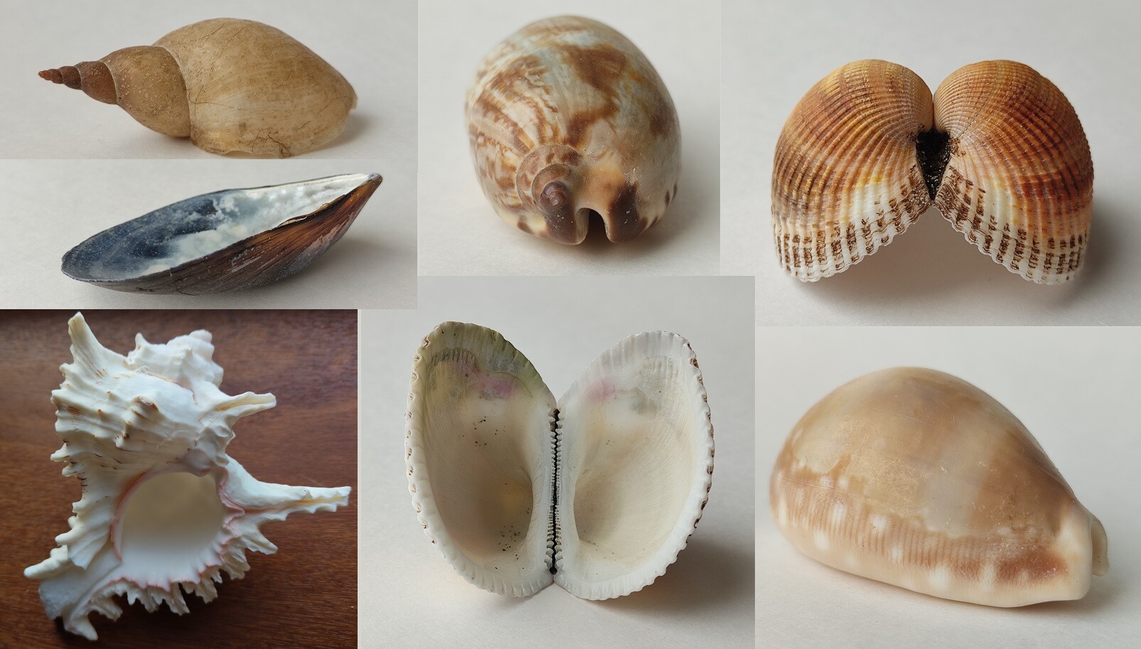 ArtStation - Shells. 1225+ Reference Photo Pictures | Resources