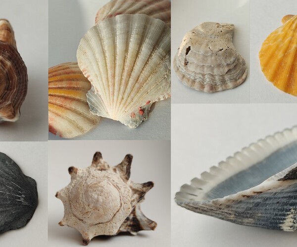 ArtStation - Shells. 1225+ Reference Photo Pictures | Resources