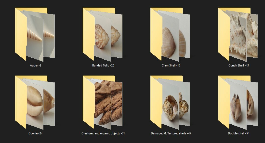 ArtStation - Shells. 1225+ Reference Photo Pictures | Resources