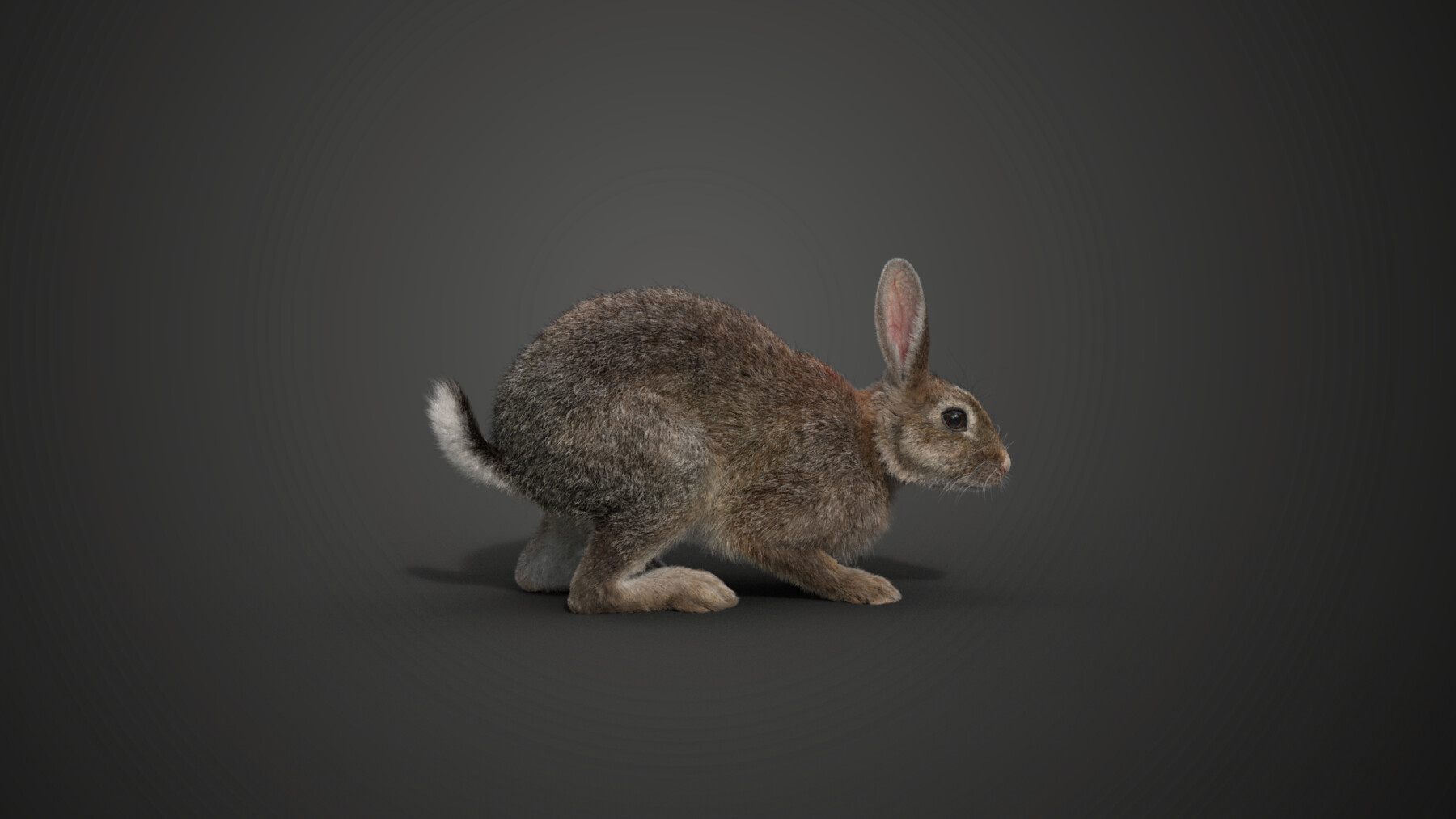 ArtStation - Japanese hare Animated | VFX Grace | Game Assets