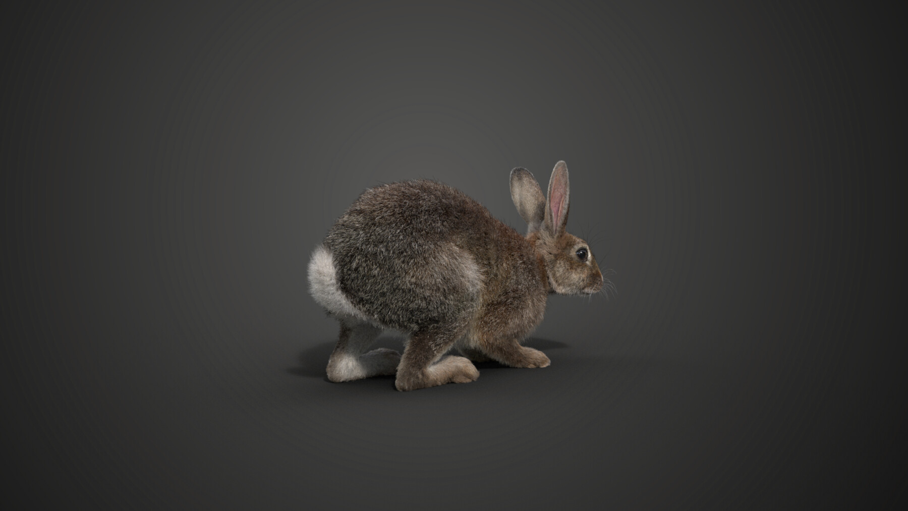 ArtStation - Japanese hare Animated | VFX Grace | Game Assets