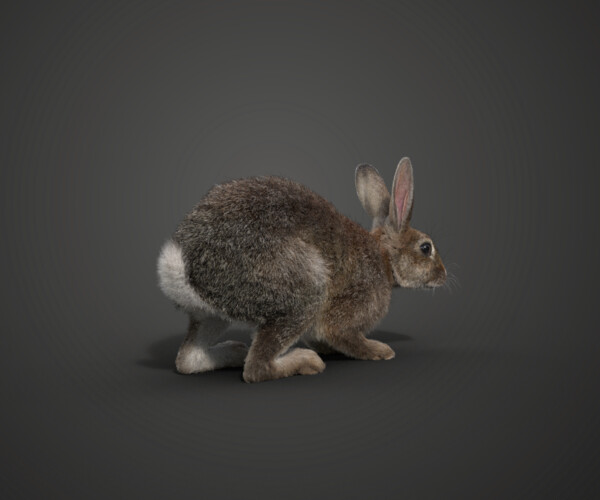 ArtStation - Japanese hare Animated | VFX Grace | Game Assets