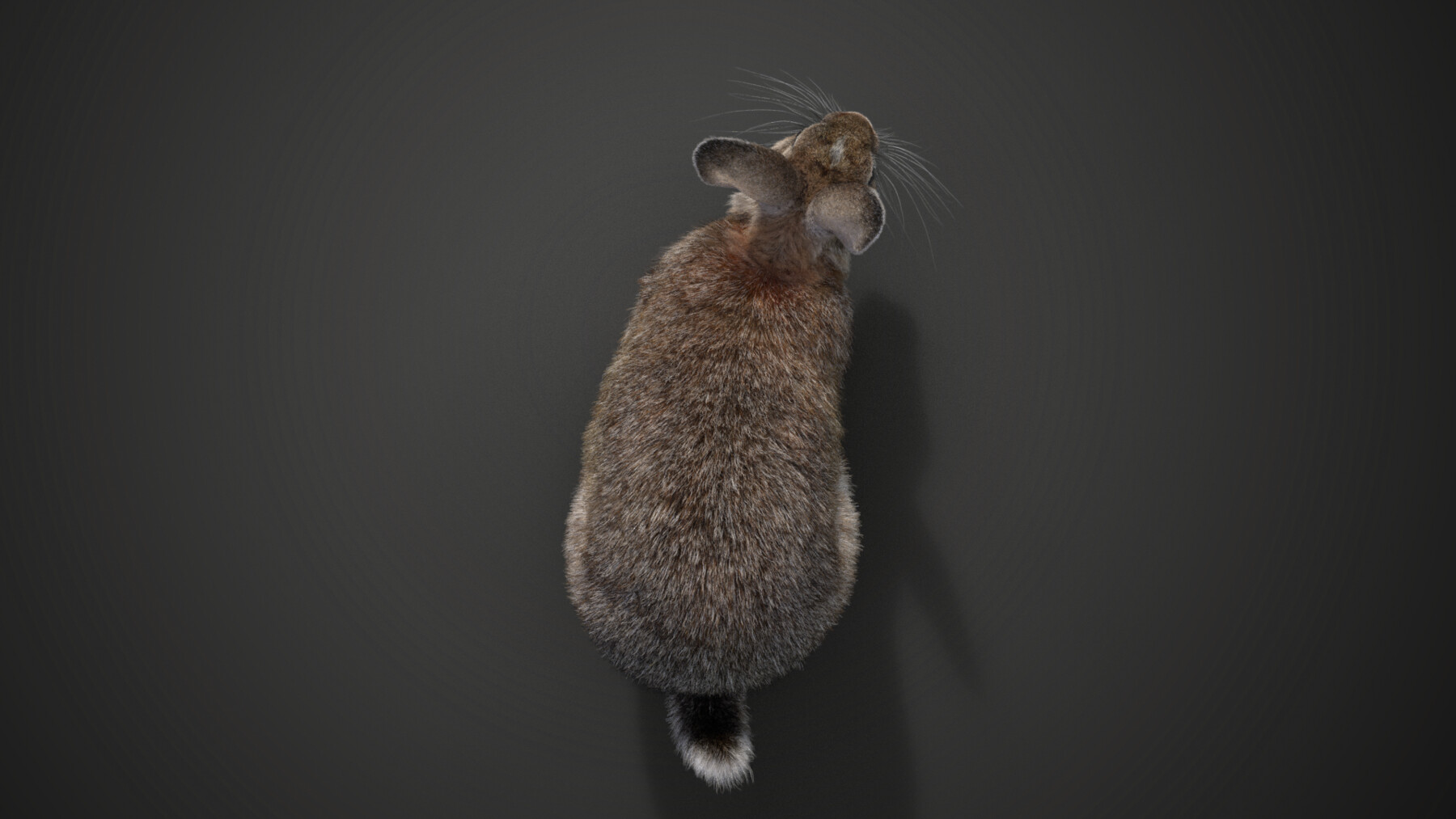 ArtStation - Japanese hare Animated | VFX Grace | Game Assets