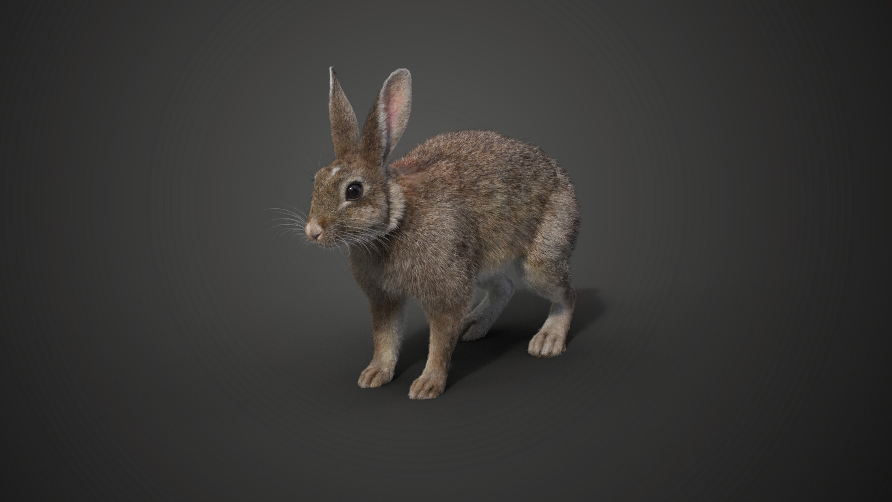 ArtStation - Japanese hare Animated | VFX Grace | Game Assets