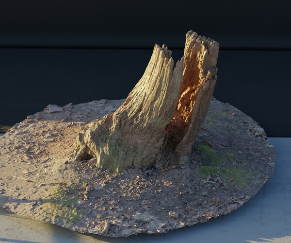 ArtStation - Split Tree Stump Photogrammetry | Game Assets