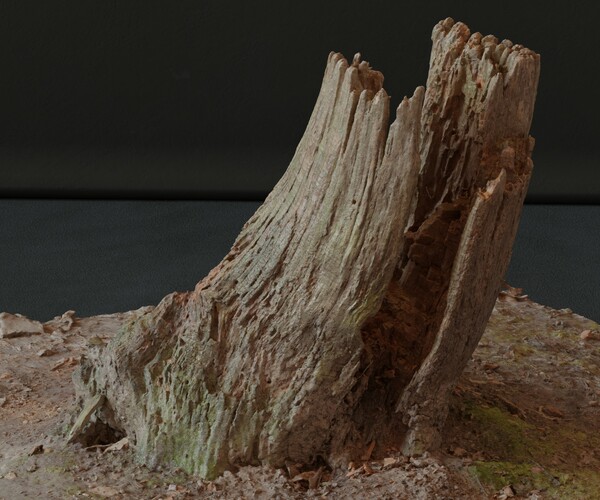 ArtStation - Split Tree Stump Photogrammetry | Game Assets