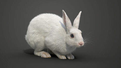 ArtStation - White rabbit Animated | VFX Grace | Game Assets