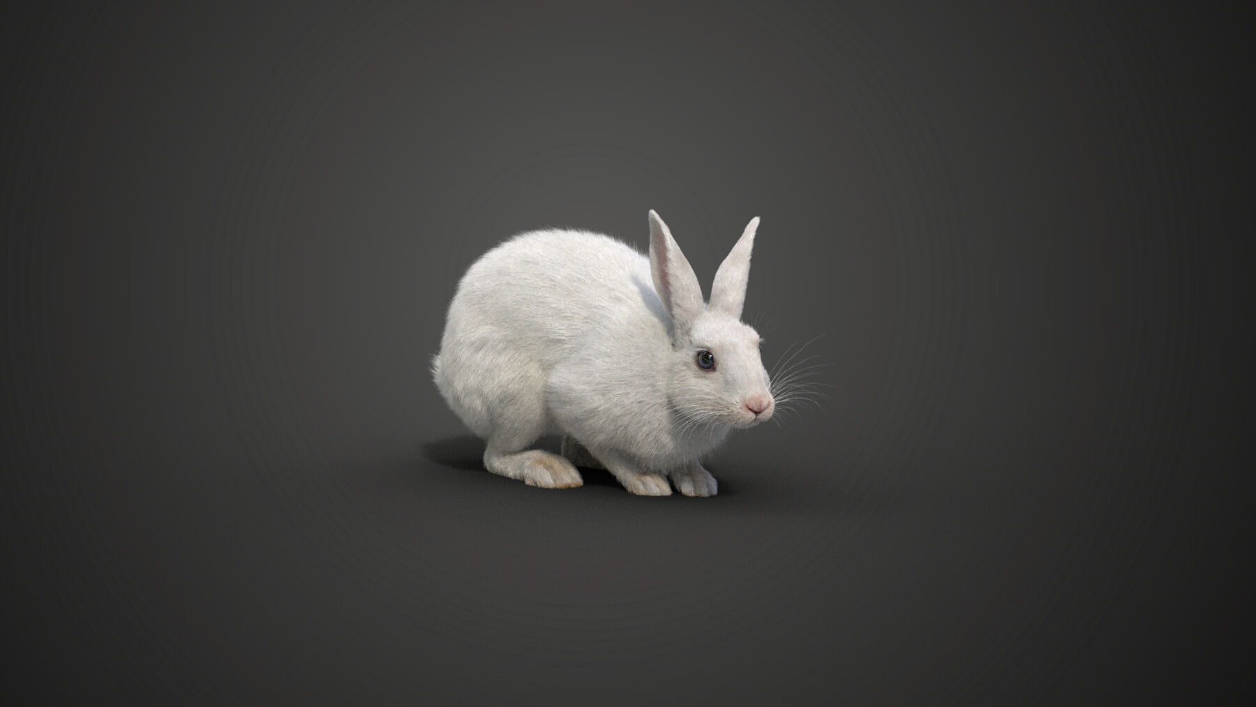 ArtStation - White rabbit Animated | VFX Grace | Game Assets