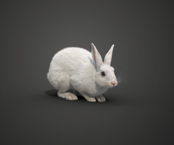 ArtStation - White rabbit Animated | VFX Grace | Game Assets