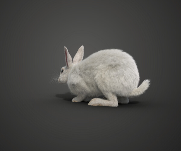 ArtStation - White rabbit Animated | VFX Grace | Game Assets