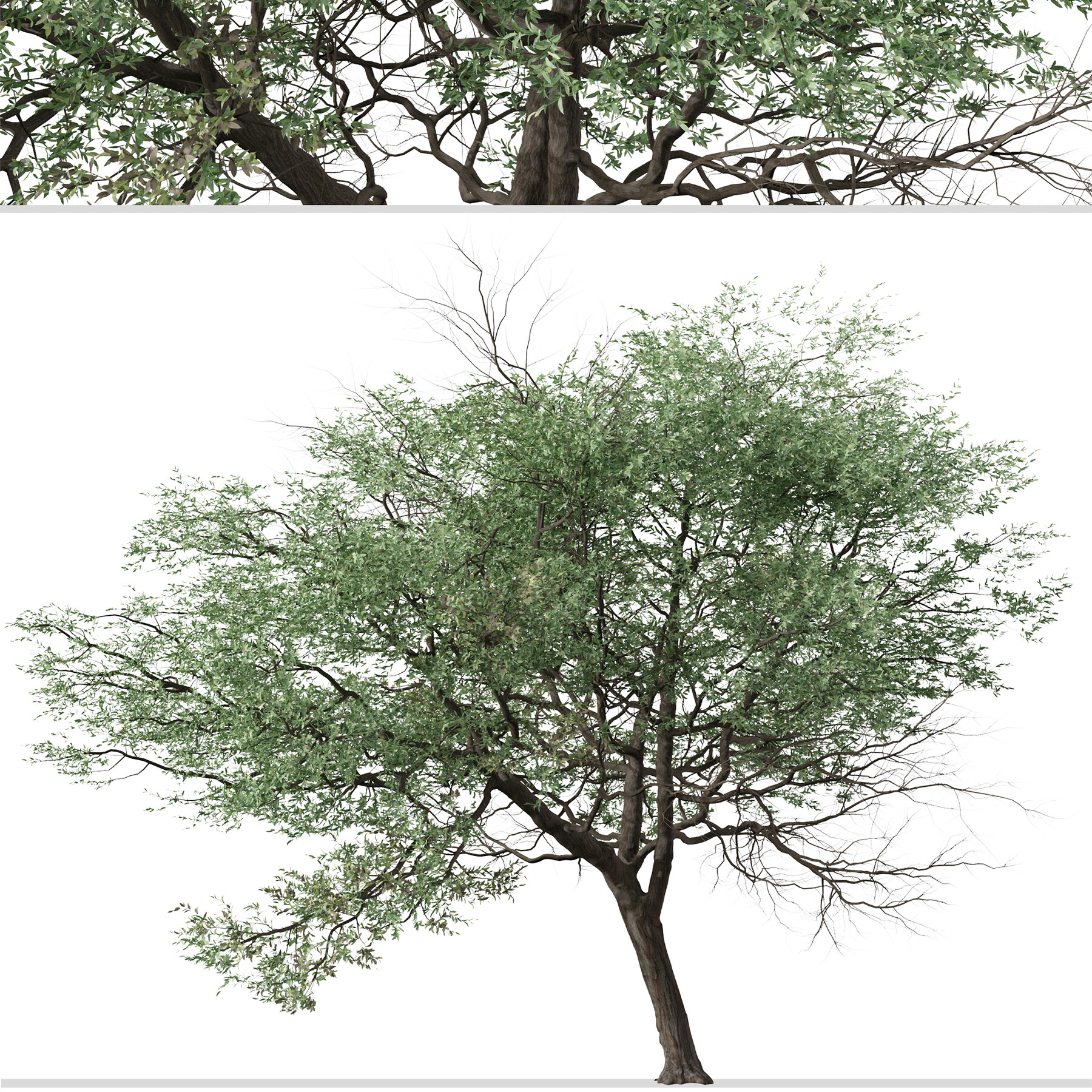ArtStation - Set of Terminalia sericea Tree ( Silver cluster leaf ) (2 ...
